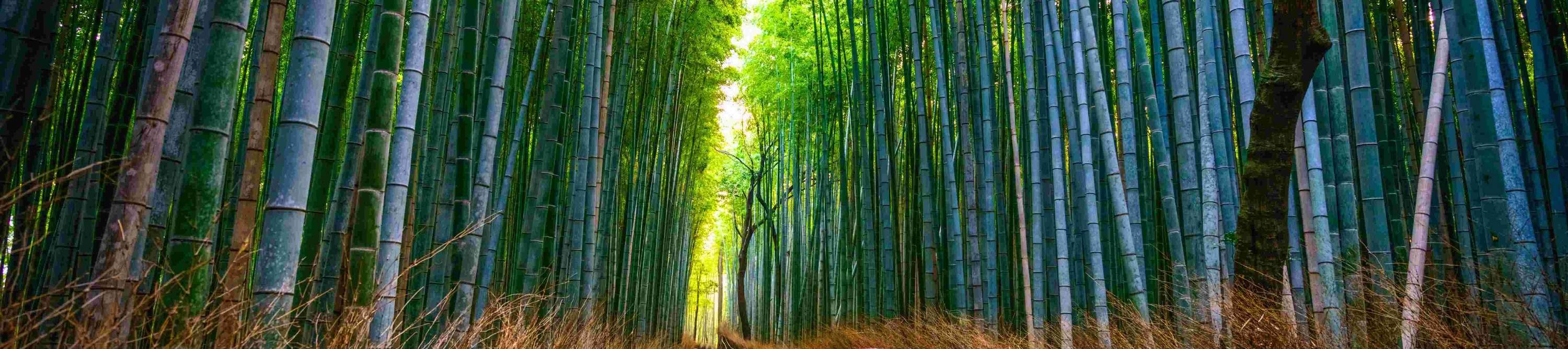 [Kyoto Nara Arashiyama Sagano Scenic Railway Cherry Blossom One-Day Tour] Hotel Pick-up ...